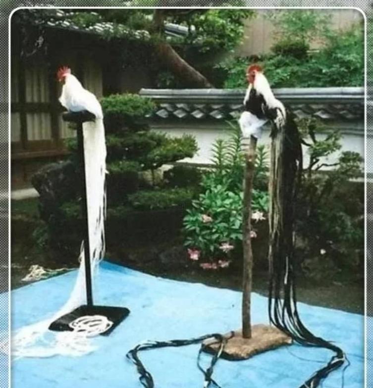 The chicken with the "longest tail" in the world is 12.5 meters long ...