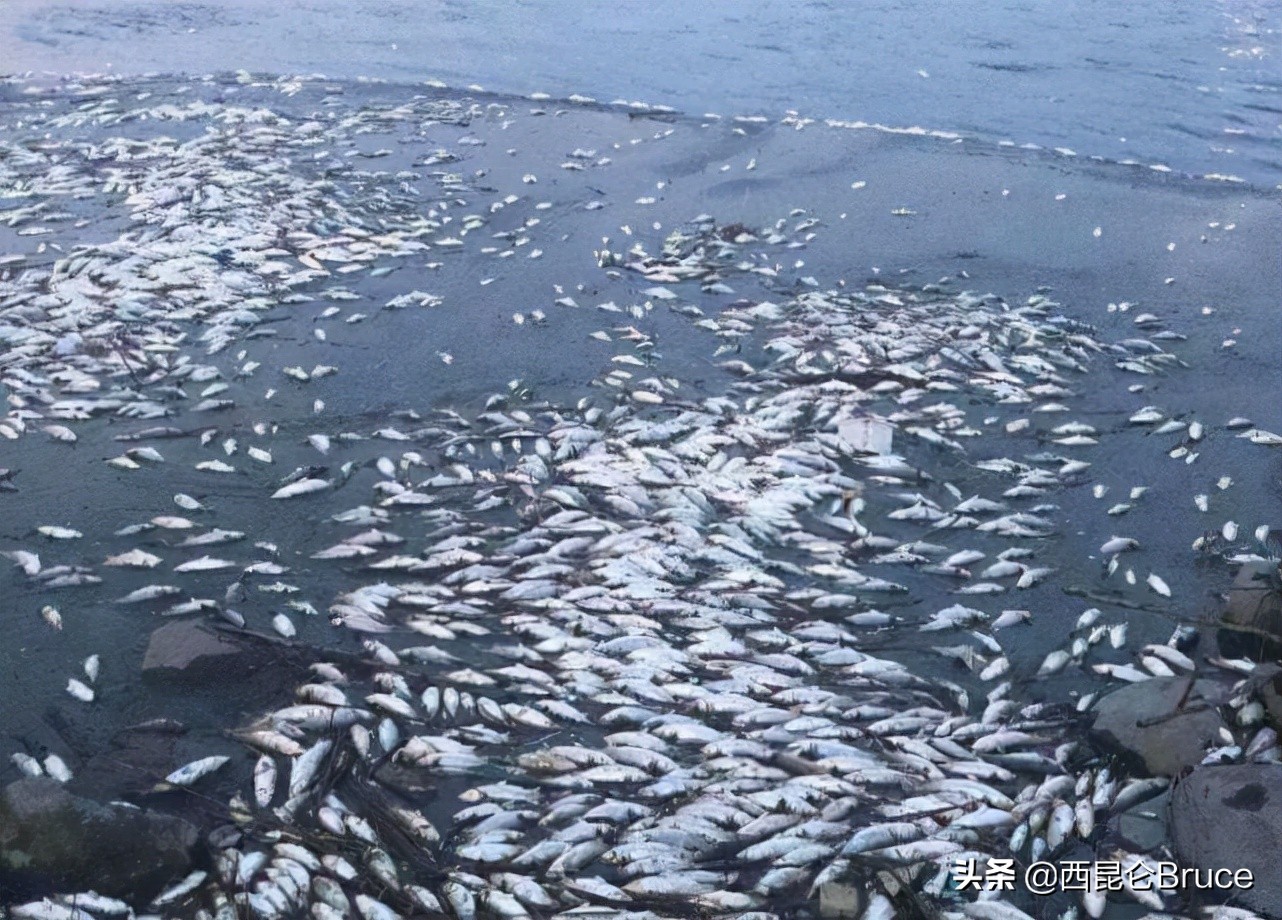 A large number of dead sardines were found in Hokkaido, Japan ...