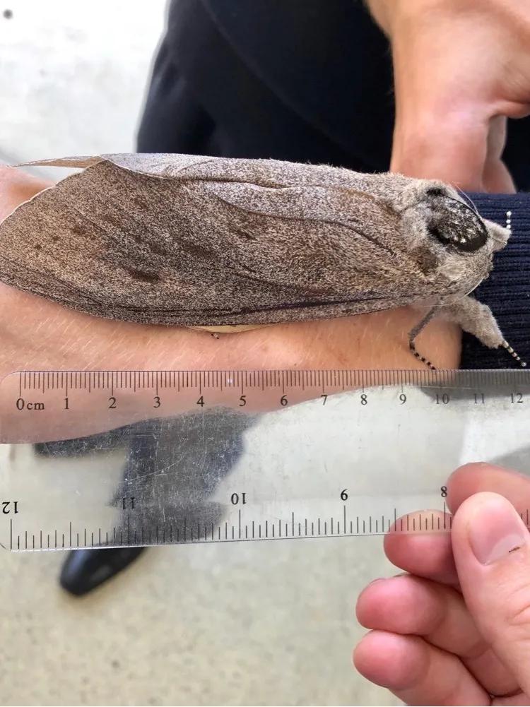 Have you ever seen a moth as heavy as a mouse? - iNEWS
