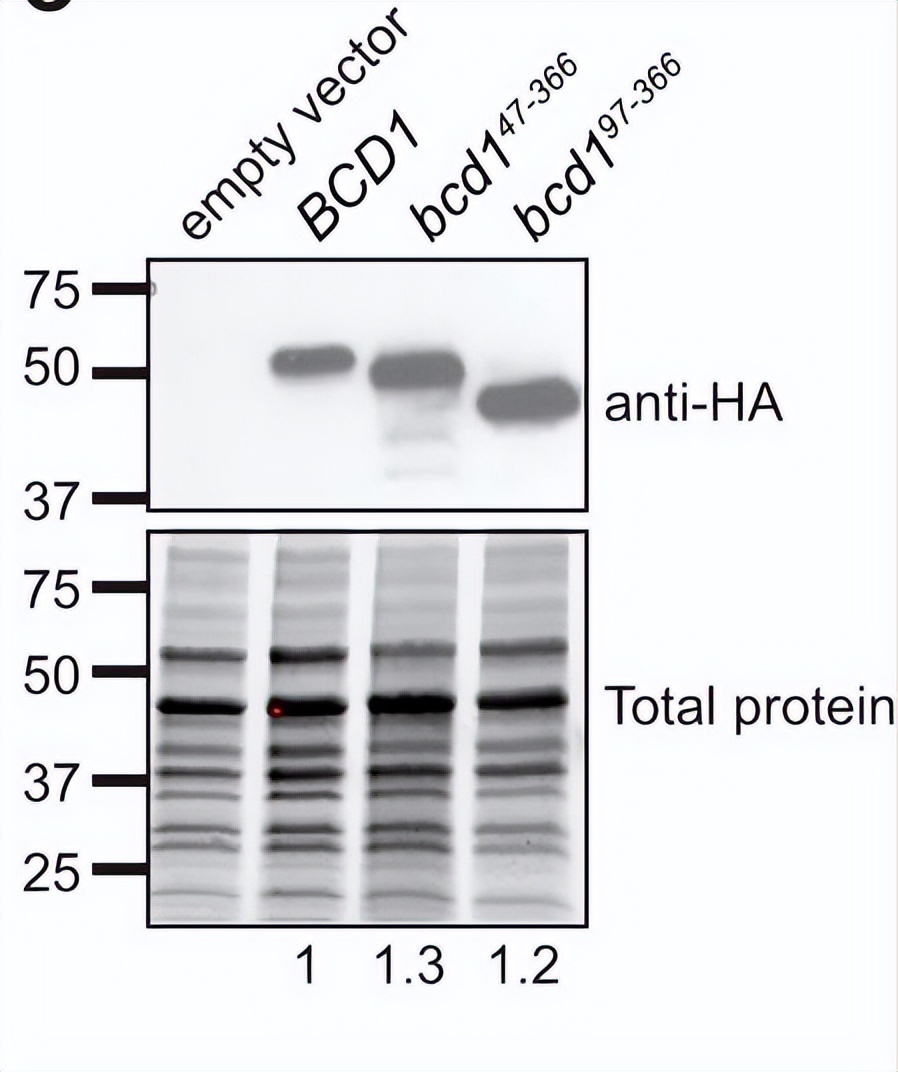 A conserved Bcd1 interaction for box C/D small ribonucleoprotein ...