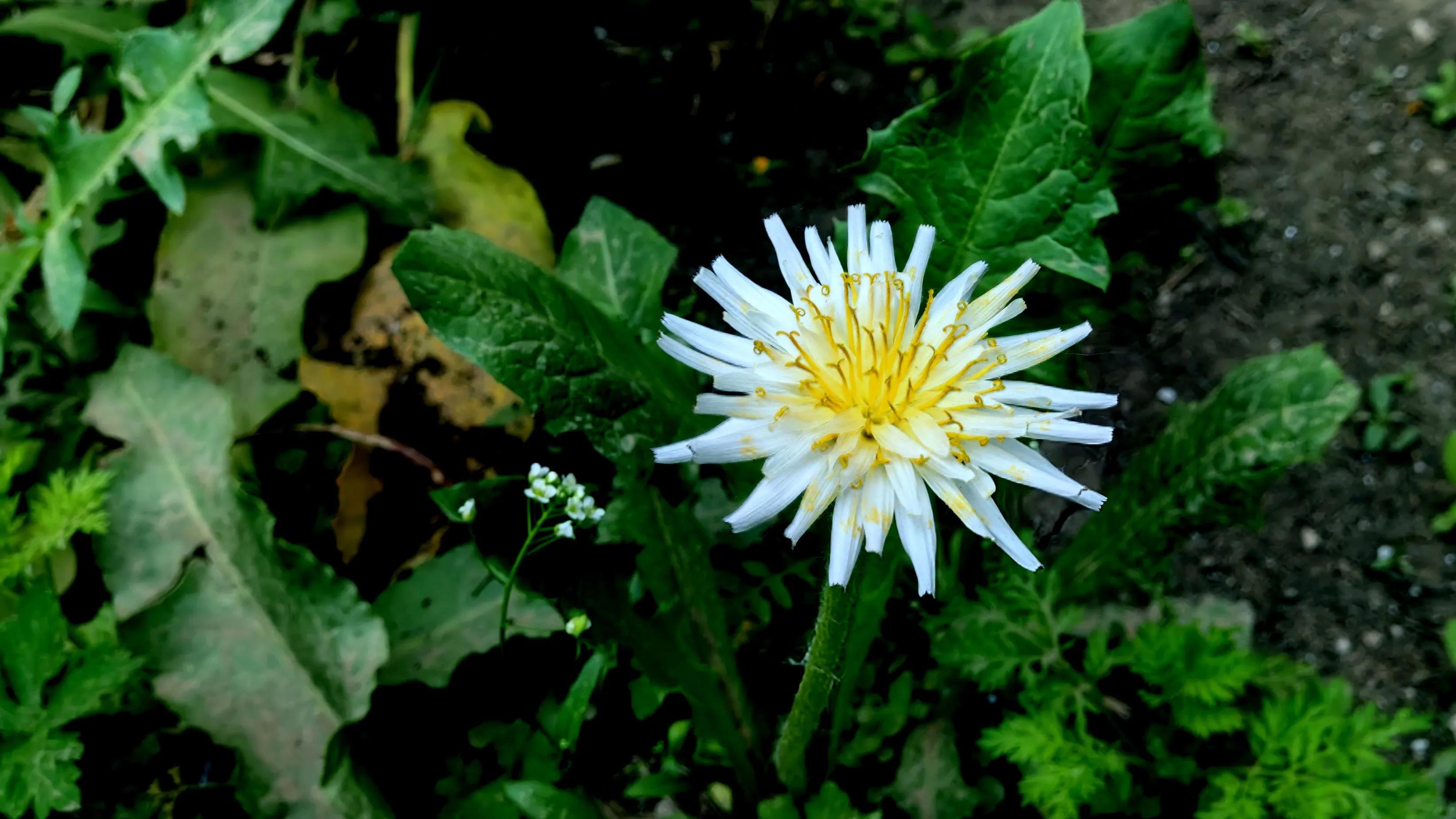 White Dandelion Flower Appreciation - iNEWS