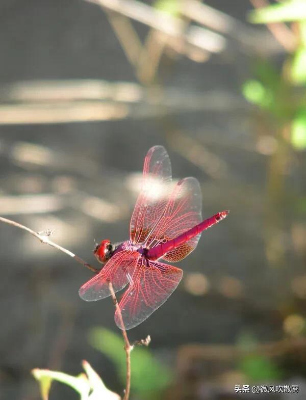 Dragonflies fly slowly in the depths of memory - iMedia