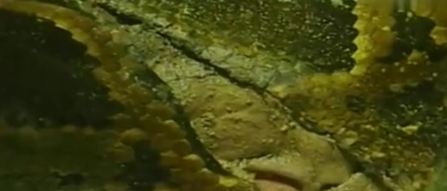 An old man in Yunnan rescued an injured python. The python accompanied ...