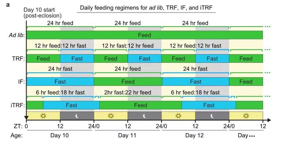 What's so good about "light fasting"?Extends life by 13-18% and also ...
