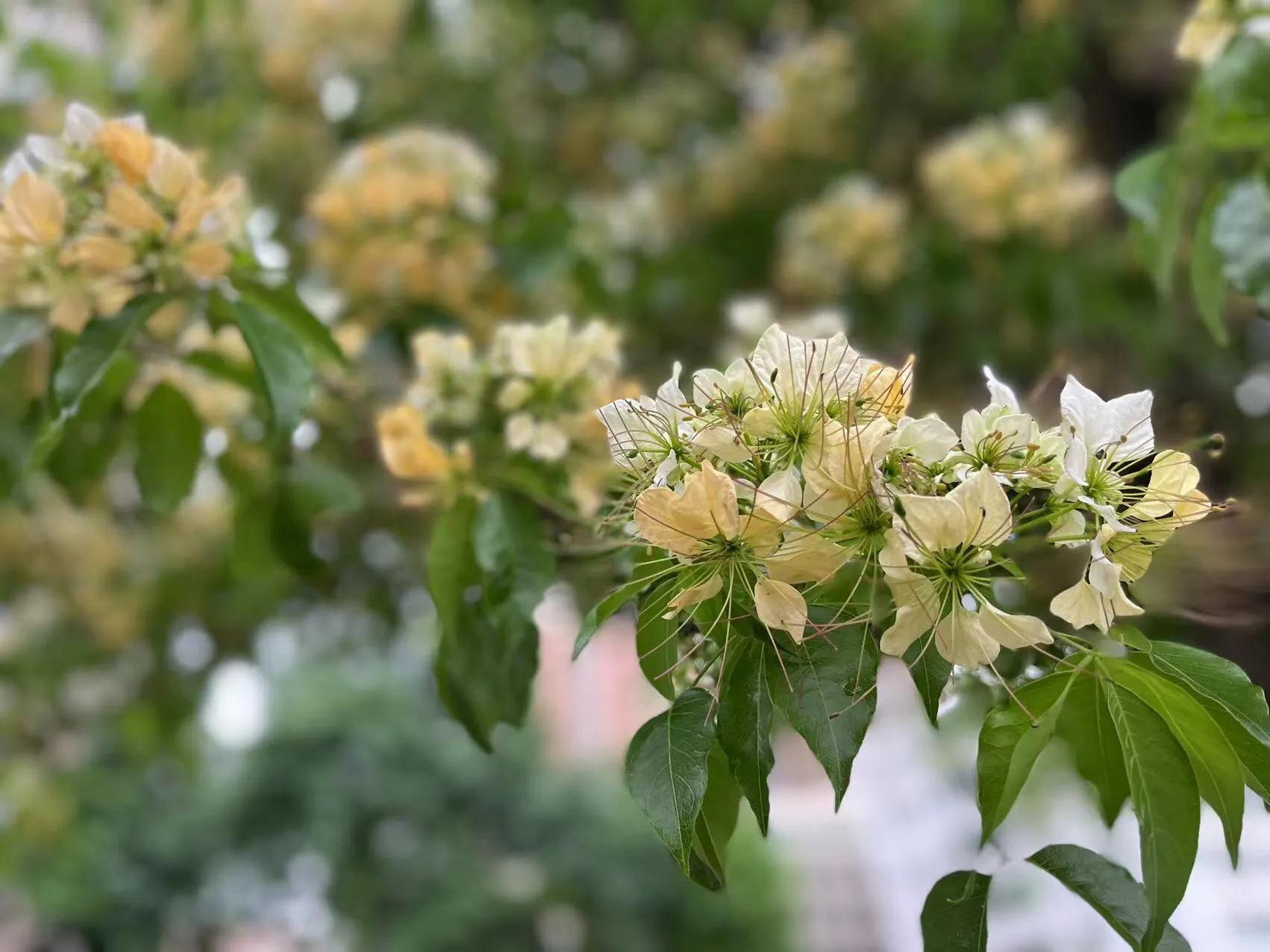 There is a flower called Taiwan Yumu - iMedia