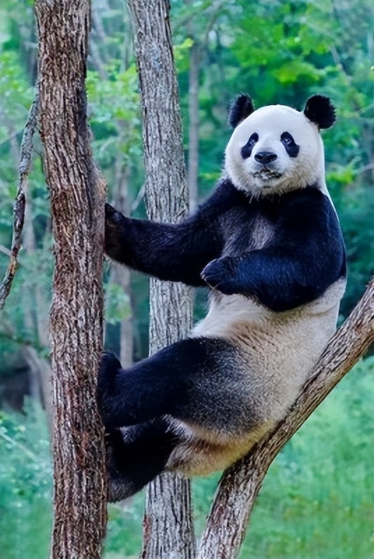 The giant panda in Ya'an, Sichuan broke into the village to look for ...