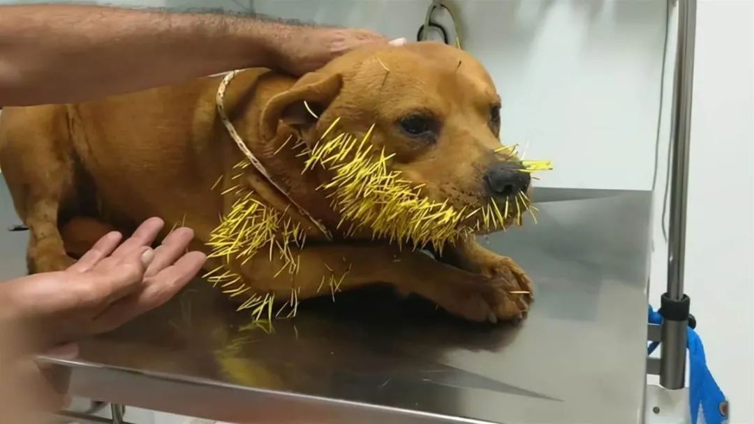The dog bumped into the porcupine, and the two sides had no intention ...