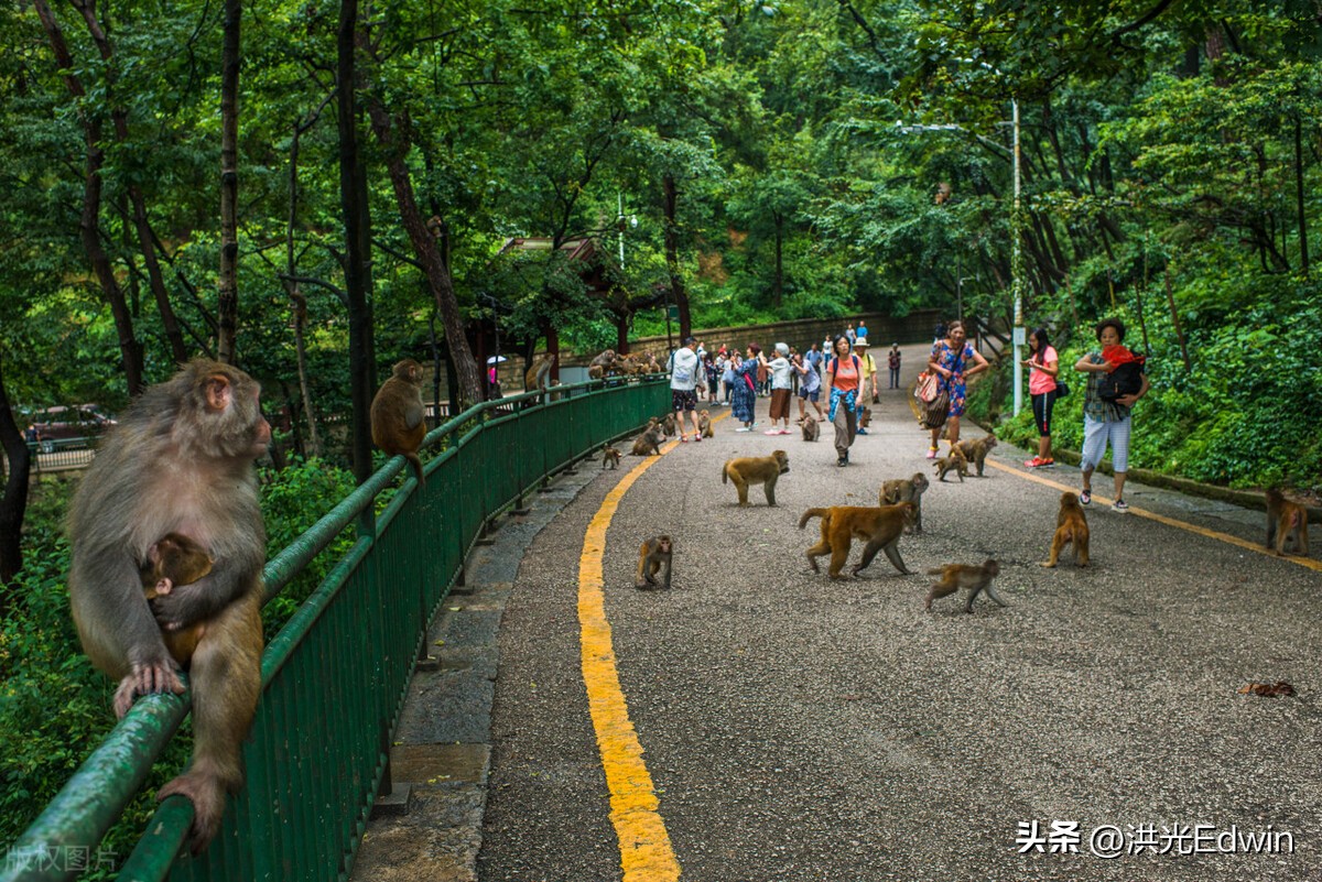 Robbing, stealing, hitting people, monkeys have become so daring ...