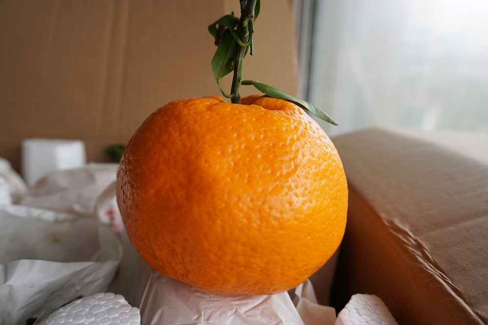 The ceiling of the citrus world, with its own Japanese origin, the rake ...