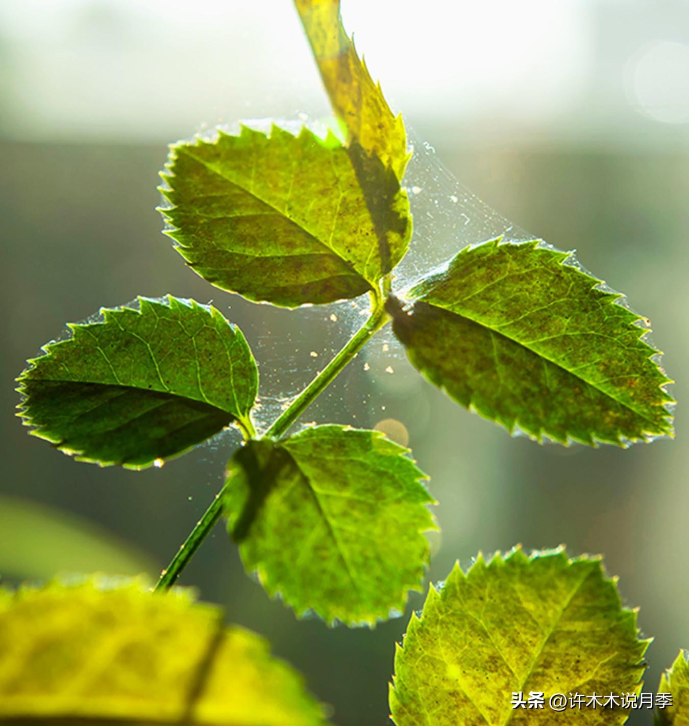 The rose spider is back! Is it spray or flush? The most effective ...