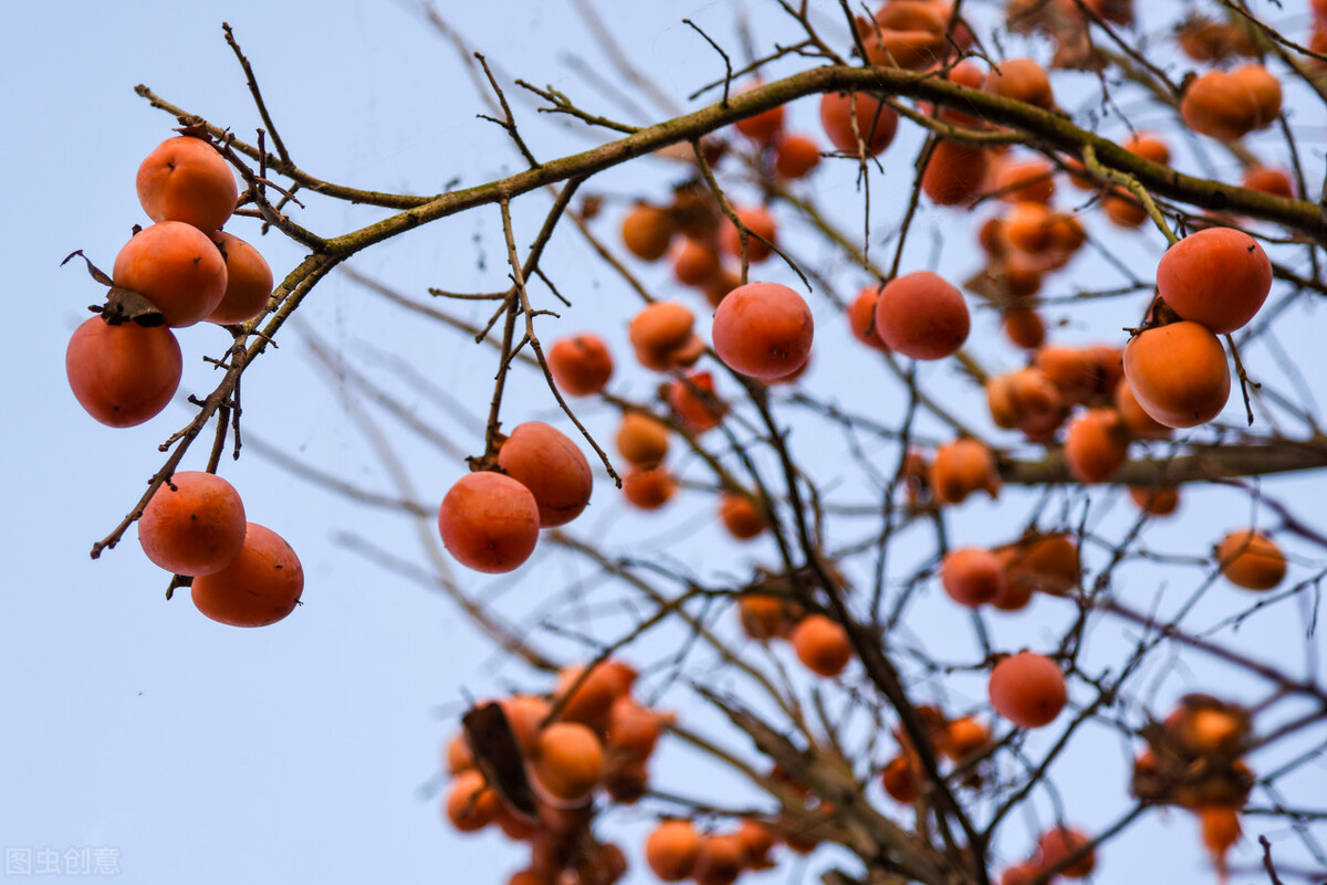 Persimmons taste very astringent, teach you a trick to solve it easily ...
