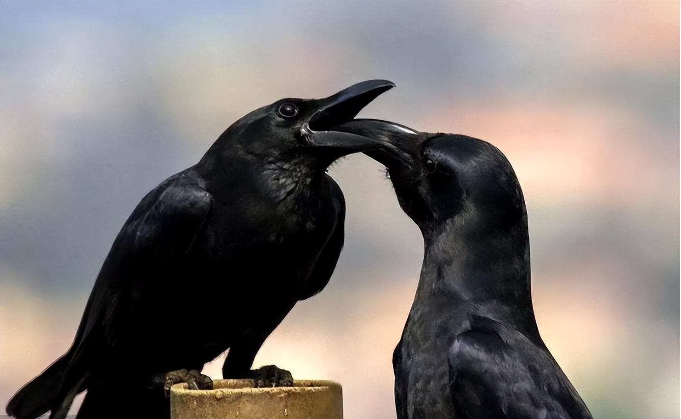 From the divine bird to the ominous bird, how much has the crow ...