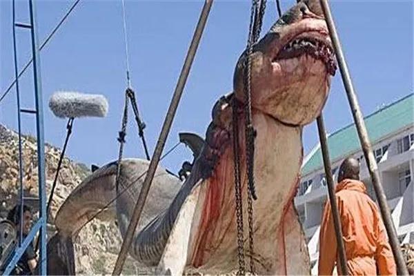 Is it credible to excavate a sleeping giant python from the ancient ...