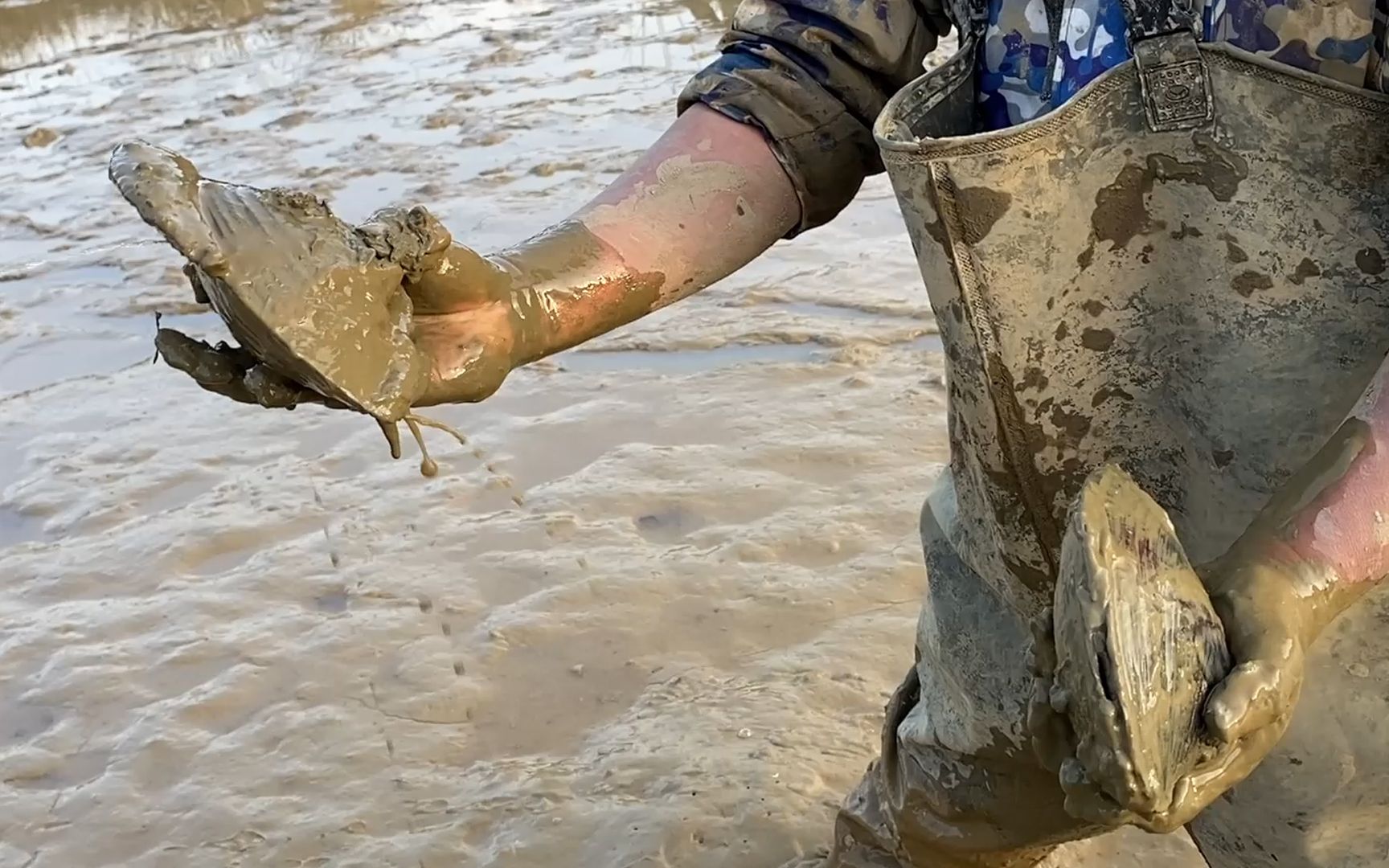 Why are mussels, which Chinese people don't want to eat, basically ...
