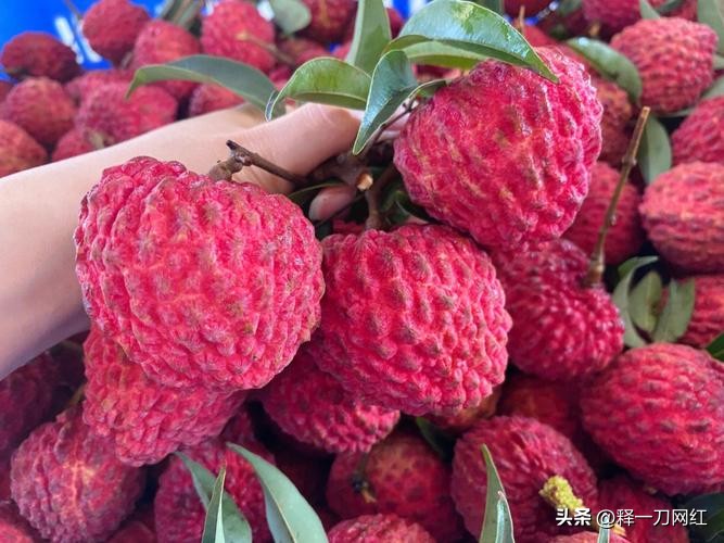 Is the Lychee King as big as an egg delicious? - iNEWS