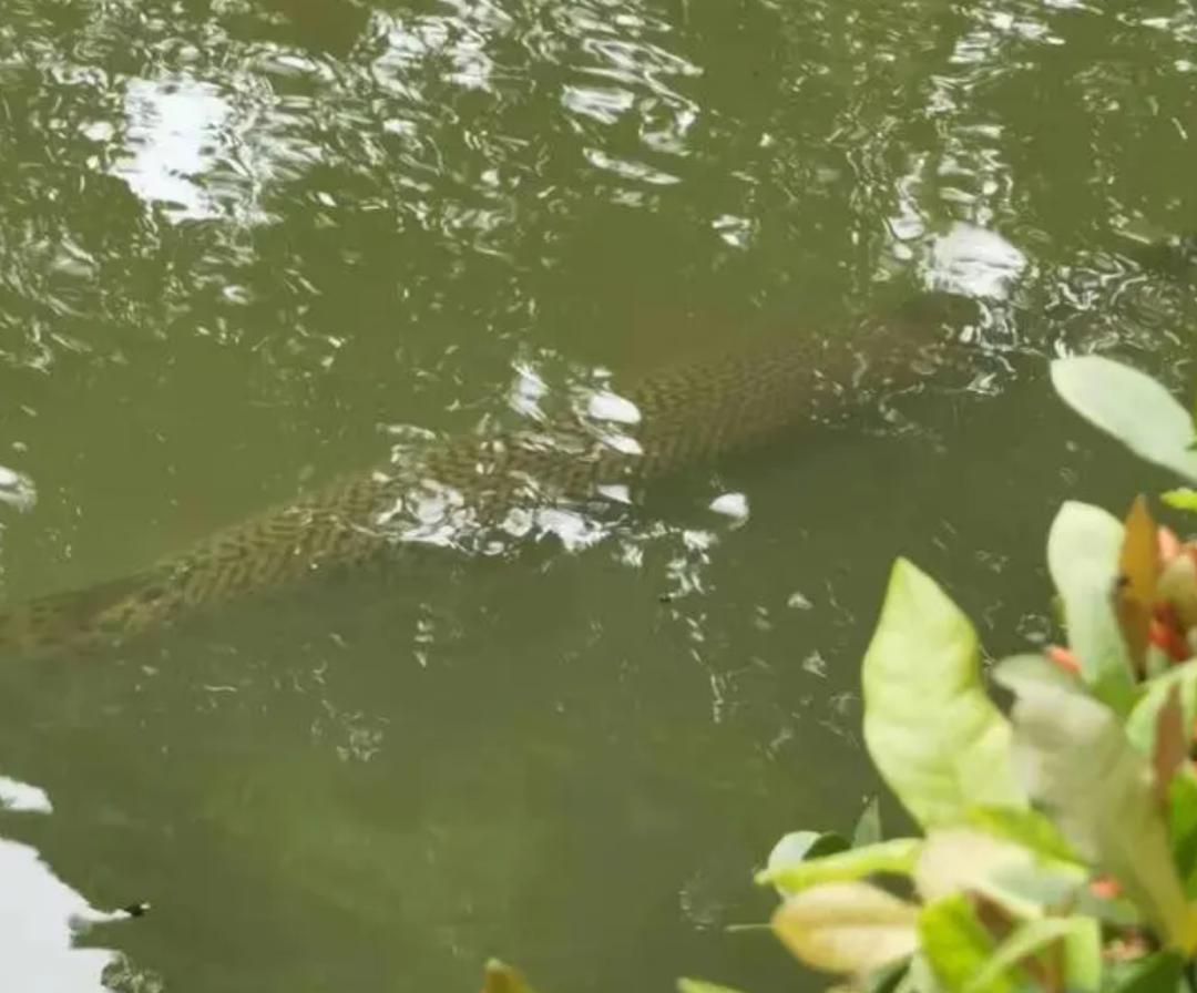 About 1.4 meters long, 50 catties "strange fish" hidden in the ...