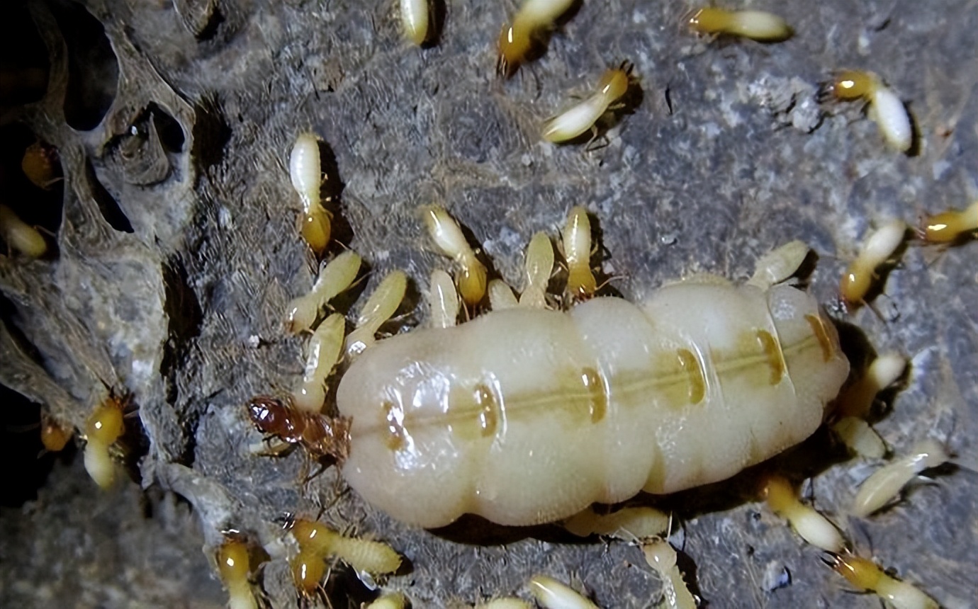 The queen ant - the real ruler of the termite kingdom, looks beautiful ...