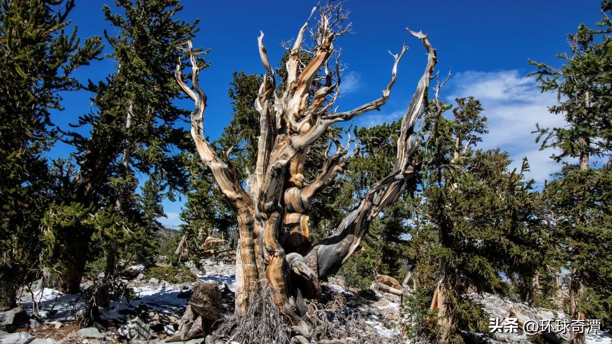 Tree world fossils, the 9 oldest known trees in the world, ranked 8th ...