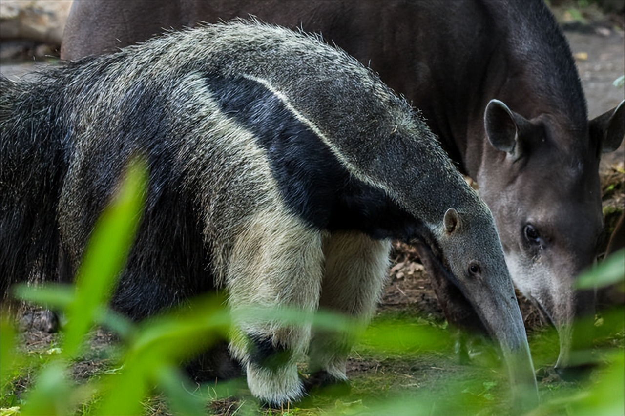 A smart giant anteater, I can still tell the difference after a full ...