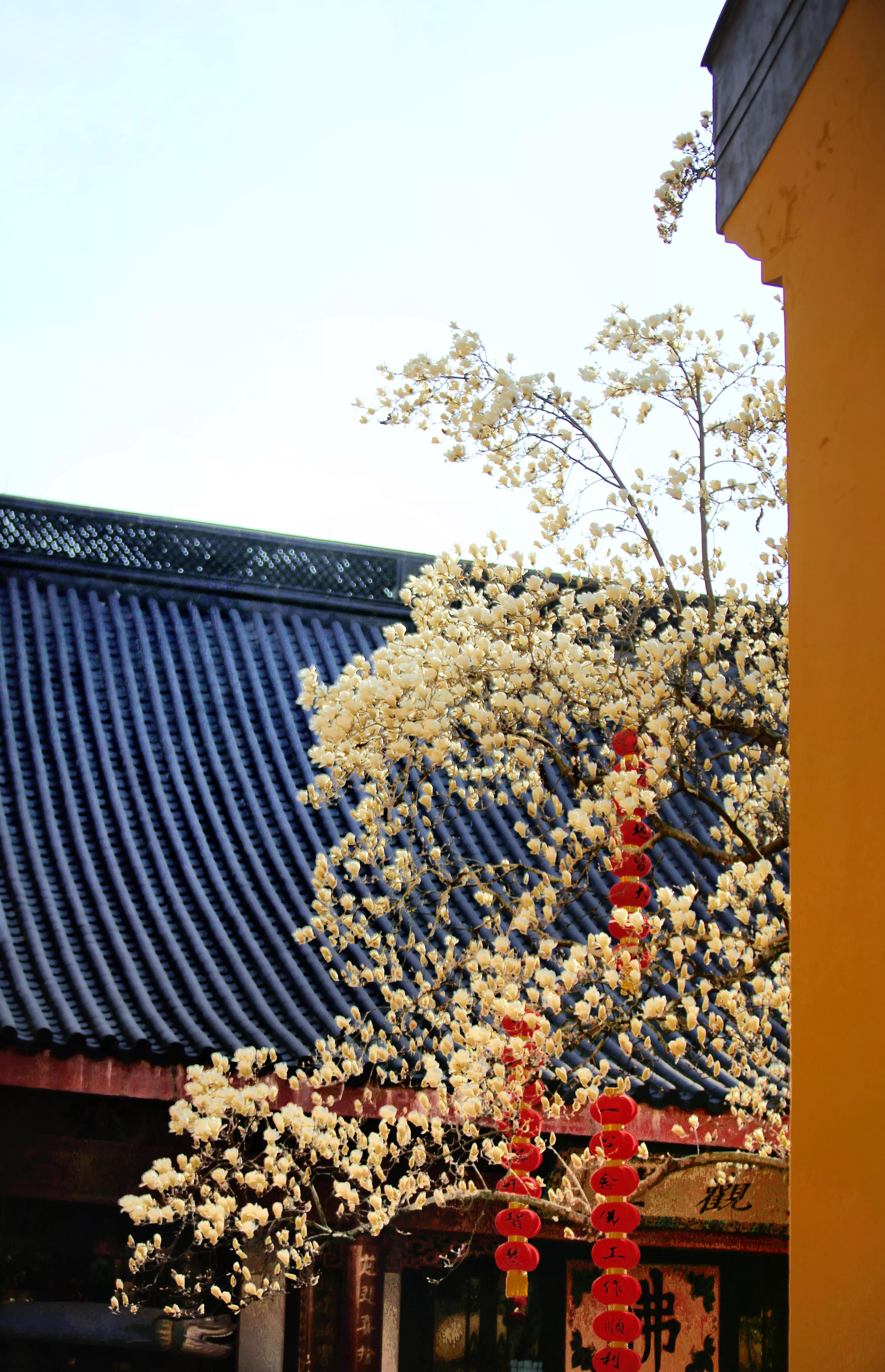 The Spring Scenery of Faxi Lecture Temple in Shangtianzhu - iMedia
