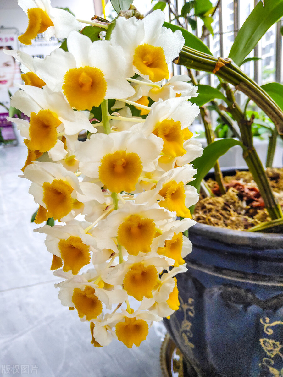 Dendrobium potted planting methods and precautions - iNEWS