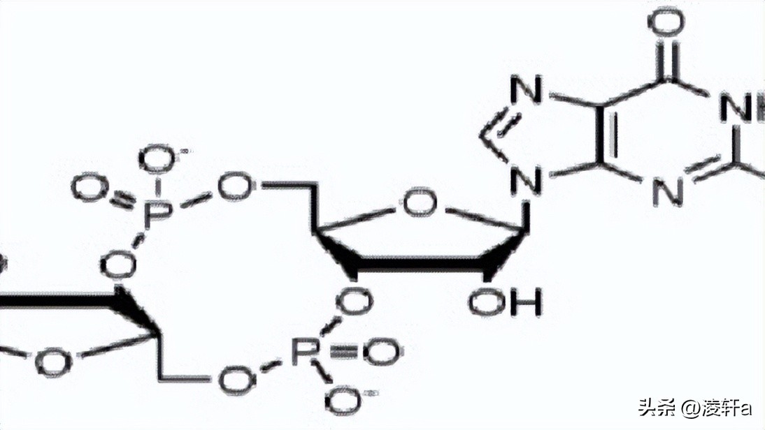 What is the role of guanylate cyclase in cells? How does it affect the ...