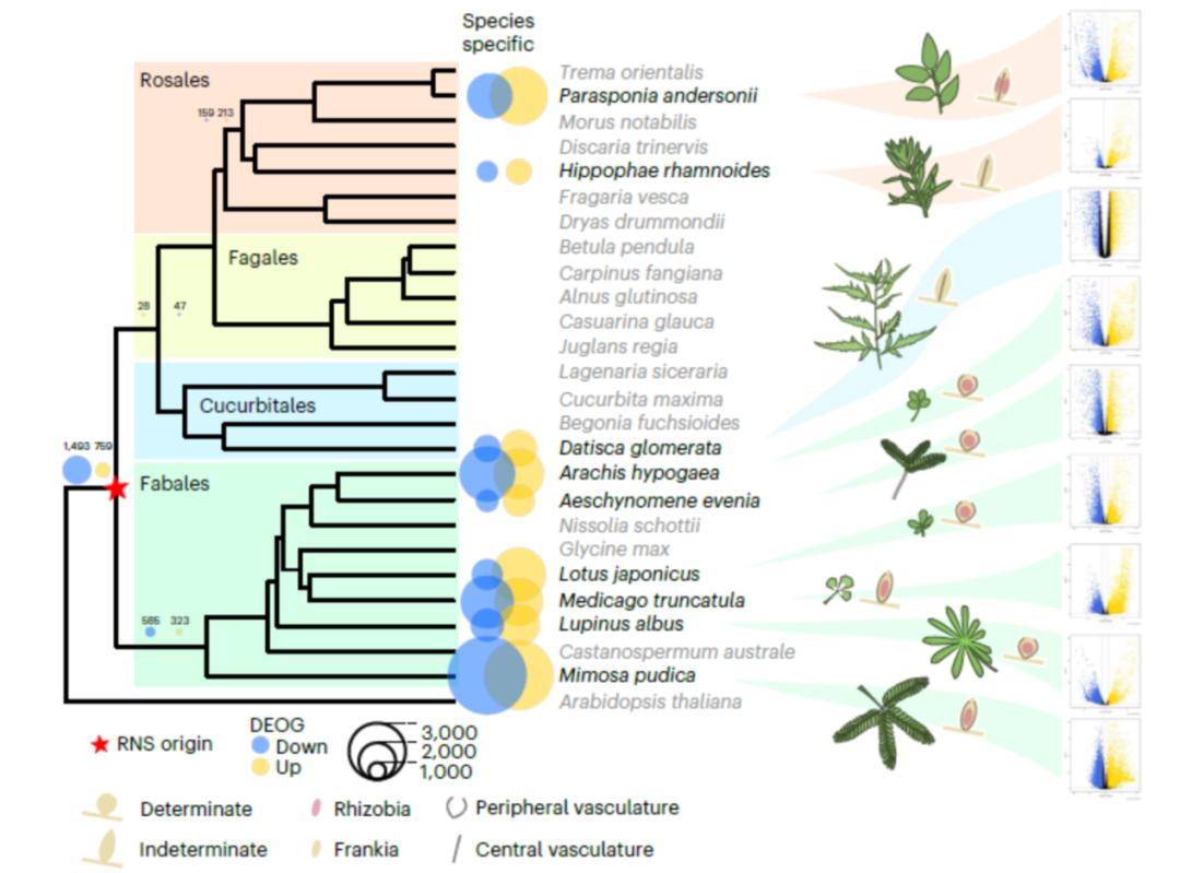 "Nature Plants"Reconstructing the evolution of plant symbiosis using ...