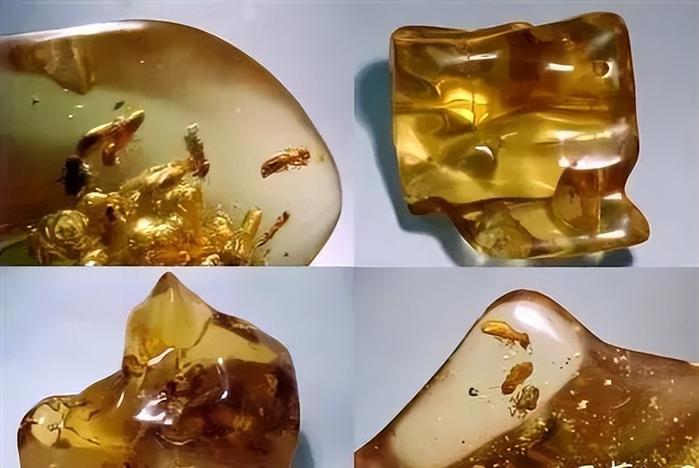 How the Insects in Amber Are Preserved - iNEWS