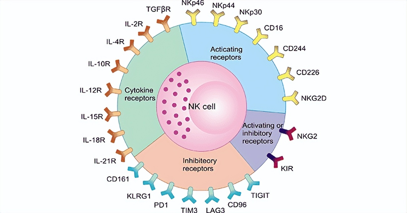 NK cell receptors - iNEWS