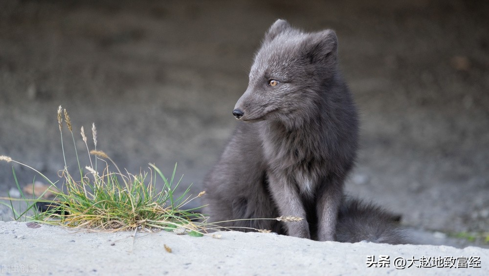 Blue Fox Breeding Technology + Video - iNEWS