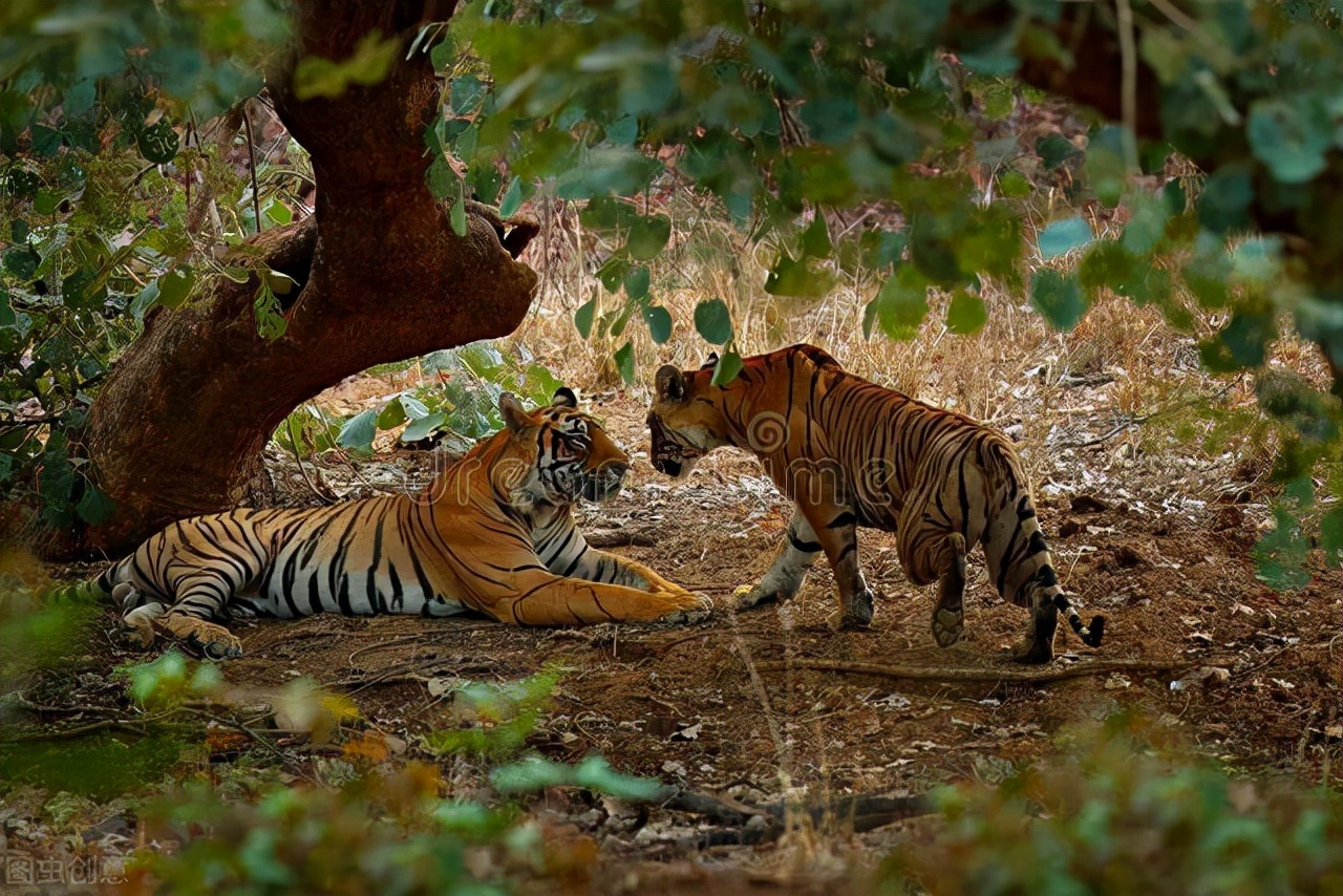 Why do male tigers and female tigers fight briefly after mating?why is ...