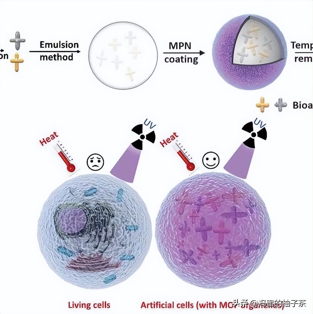 New prospects for multicellular communication: synthesizing the complex ...