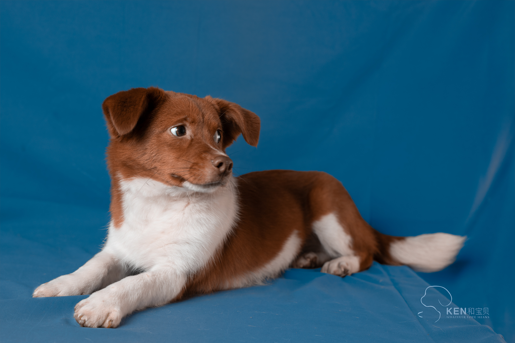 Dog Love Adoption in Shanghai - iNEWS