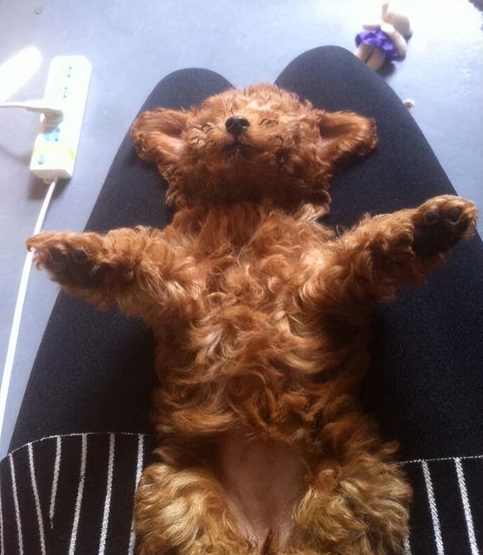 The more "teddy" likes a person, the more he likes to do these things ...
