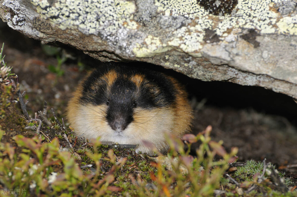 Are the lemmings jumping into the sea to commit suicide? - iNEWS