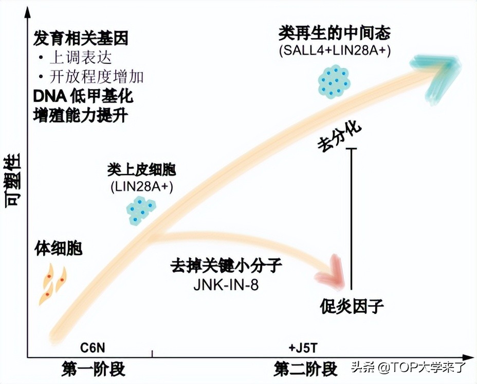 Chapter 8!The latest achievements of Professor Deng Hongkui of Peking ...