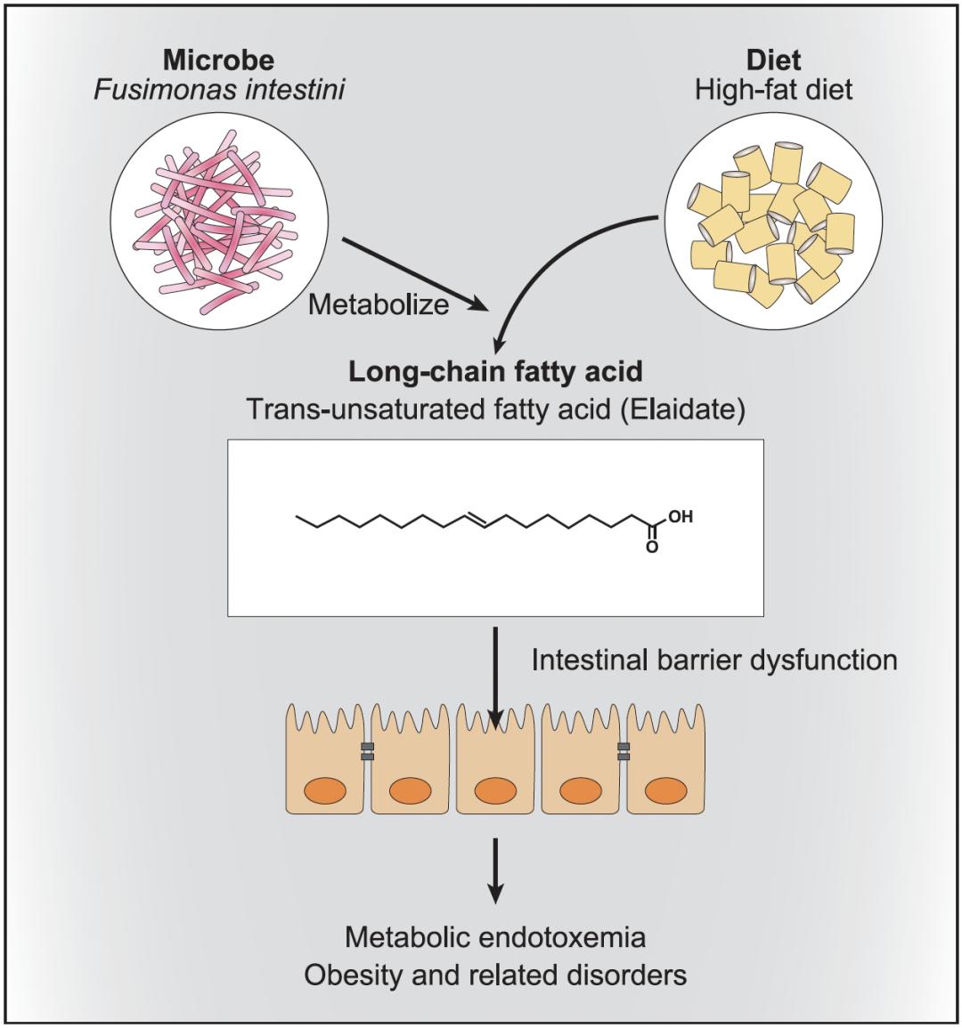 Excess fatty acids produced by gut microbes promote obesity - iNEWS