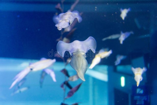 Octopus and squid master the editing of RNA while keeping DNA intact ...