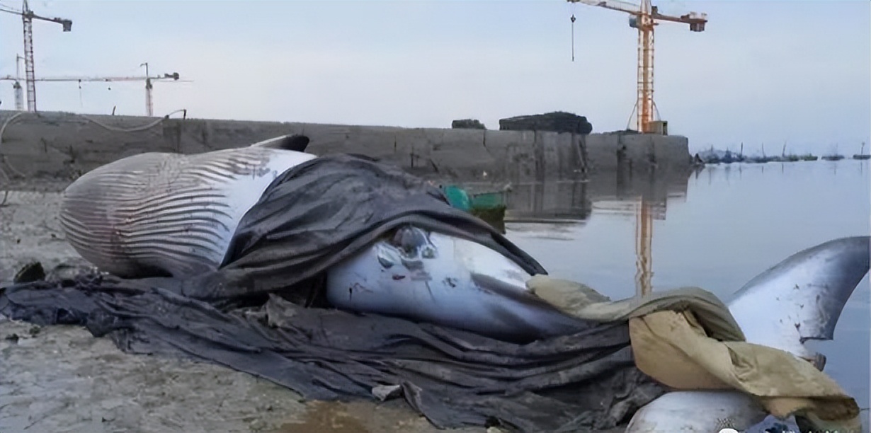 A whale explodes, everything stinks, how terrifying is a whale ...