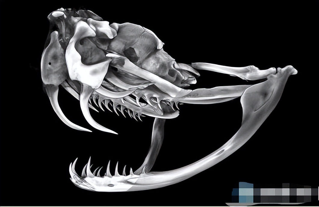 The Origin and Development of Snakes, From Early Times to Modern Times ...