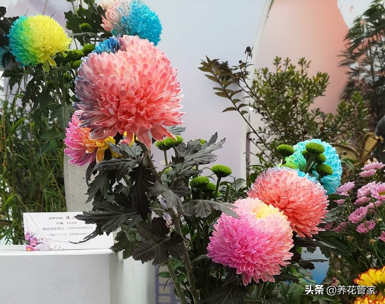 Encounter colorful chrysanthemums, one chrysanthemum has many colors ...