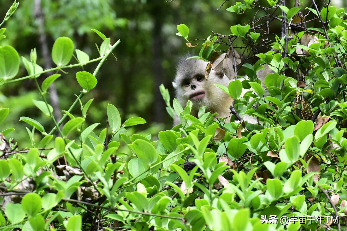 030 Darwin believed that parallel evolution created the diversity of ...