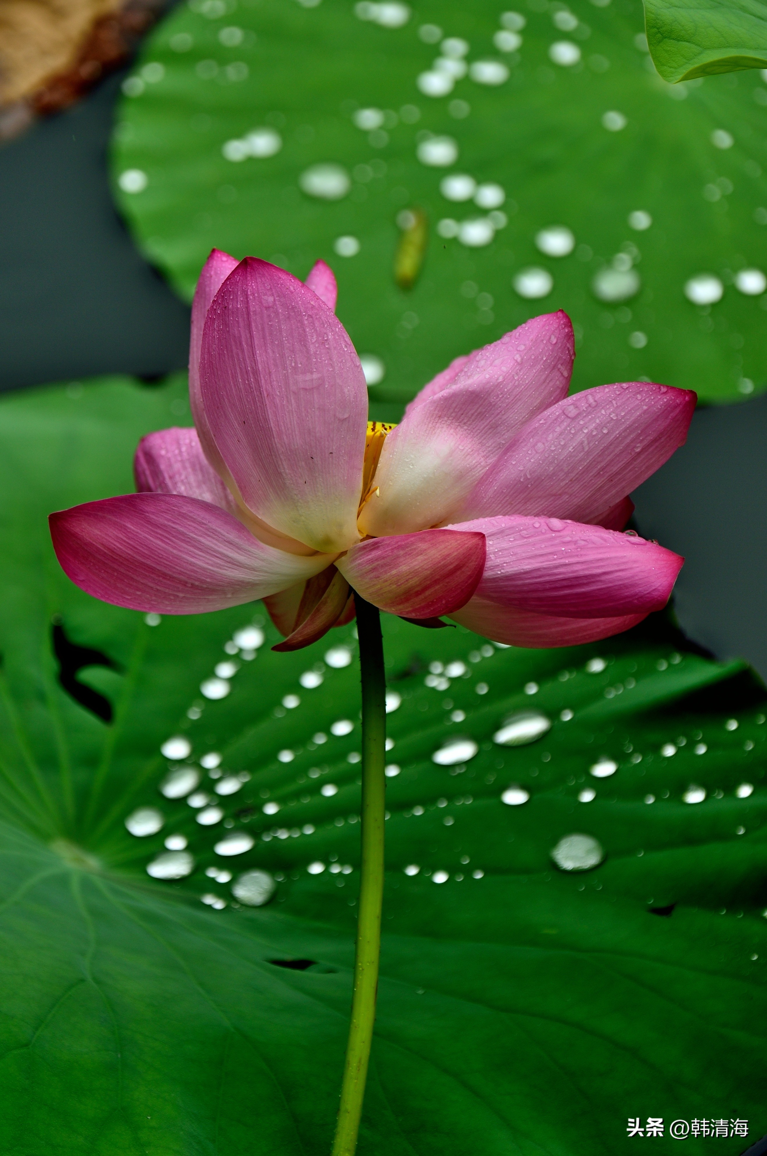 August 19, 2022 The rain is over, the sky is clear, the autumn lotus is ...