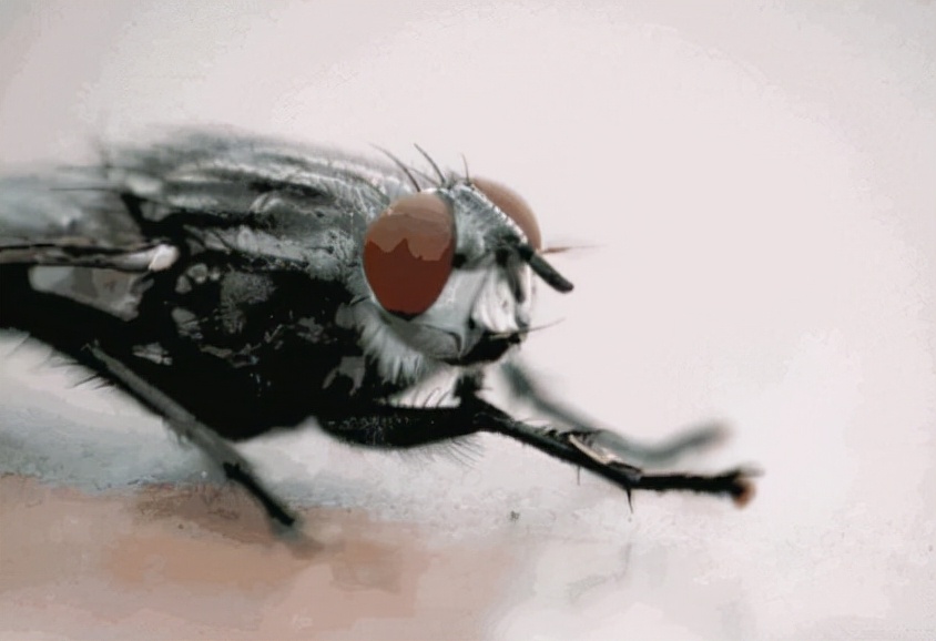 Why does a fly get its head down to play, and how long can a headless ...