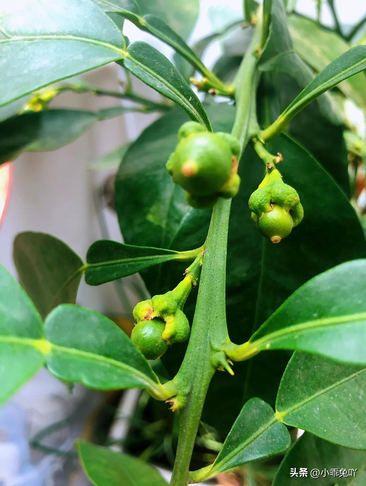 A picture to explain the growth process of a tortoise fruit - iNEWS