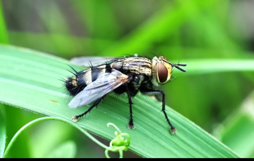 Why are flies so sensitive - iNEWS