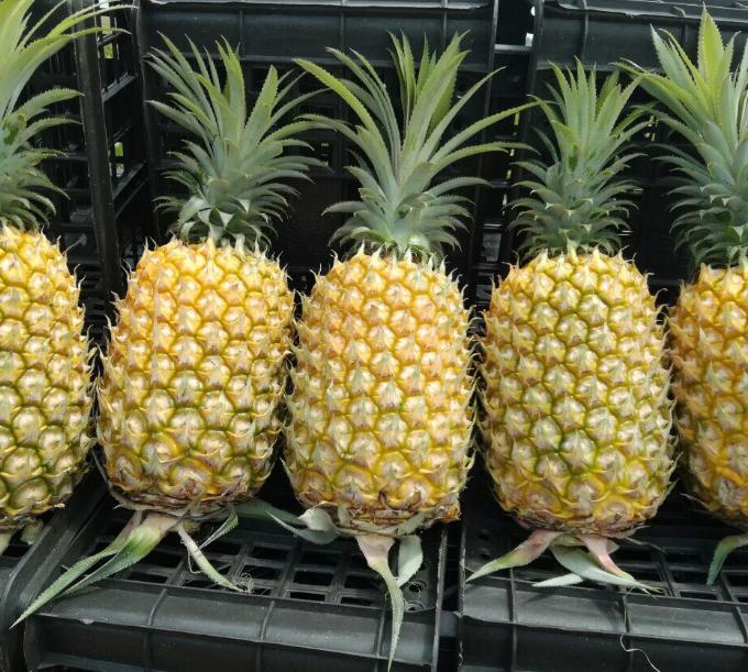 The Mystery of the Pineapple: What You Didn't Know About the King of ...