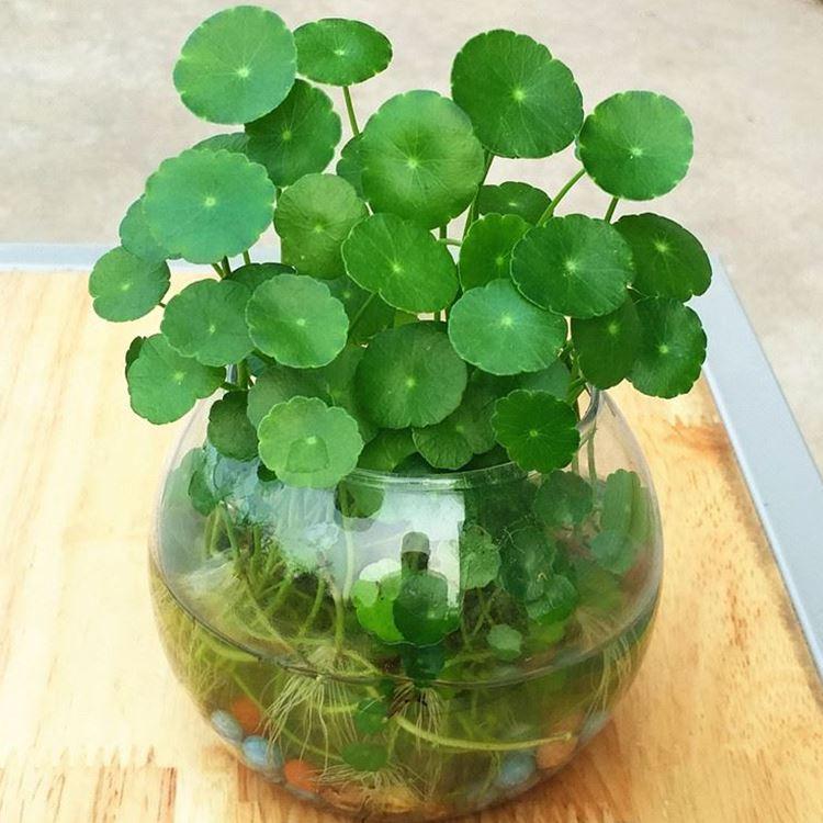 "5 Tips" for Raising Copper Coin Grass - iMedia