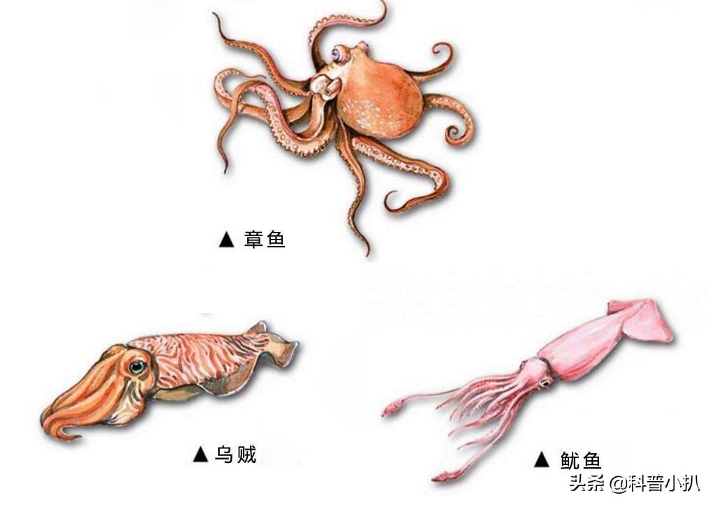 Catch 500,000 tons a year!Squid can't finish eating and multiply ...