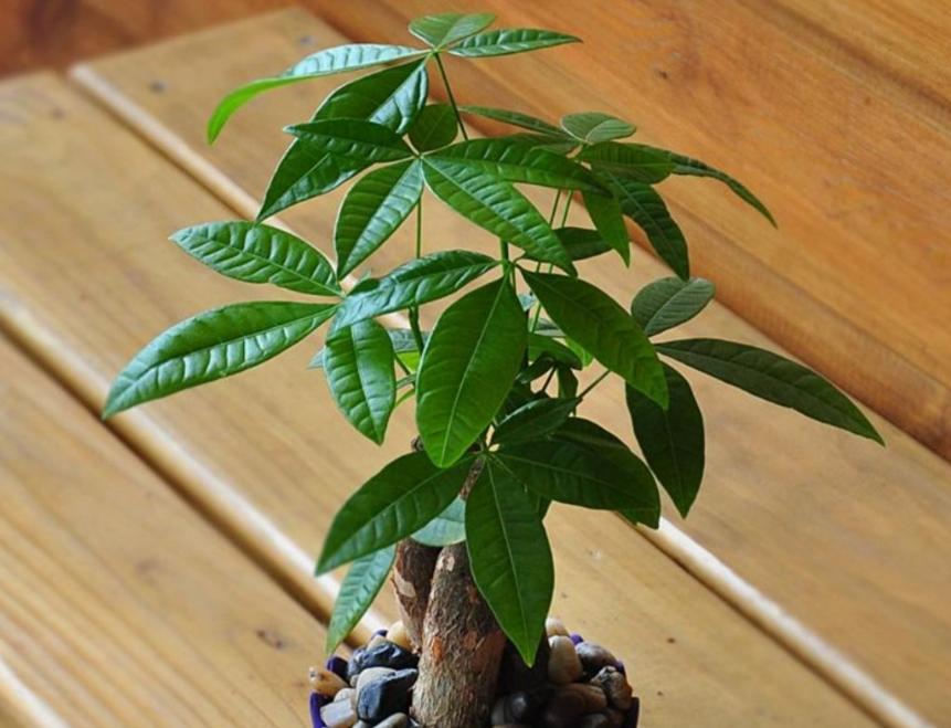 The growth environment of the fortune tree - iMedia